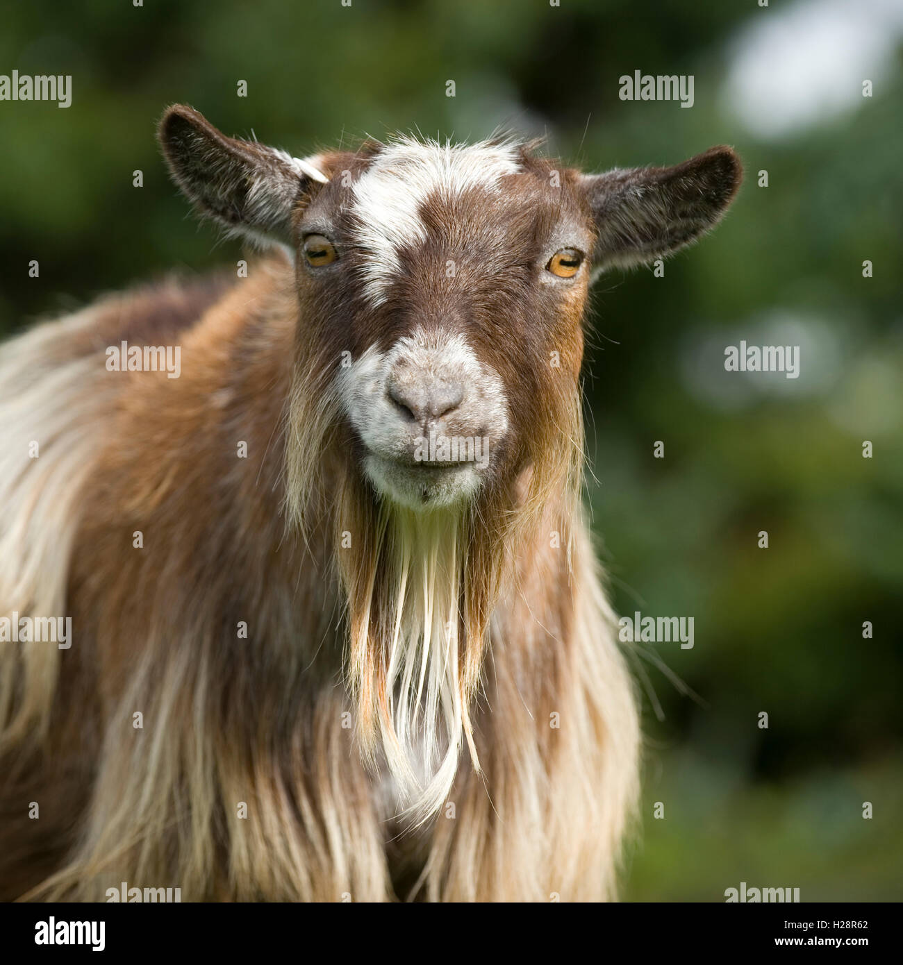 Alert goat hi-res stock photography and images - Alamy