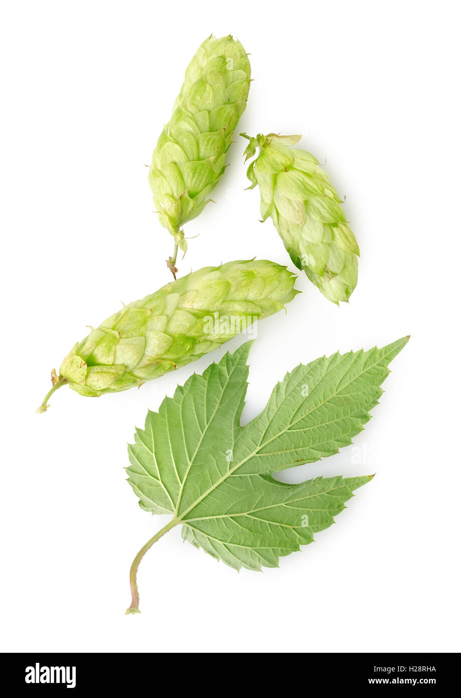 Hop and leaf Stock Photo - Alamy