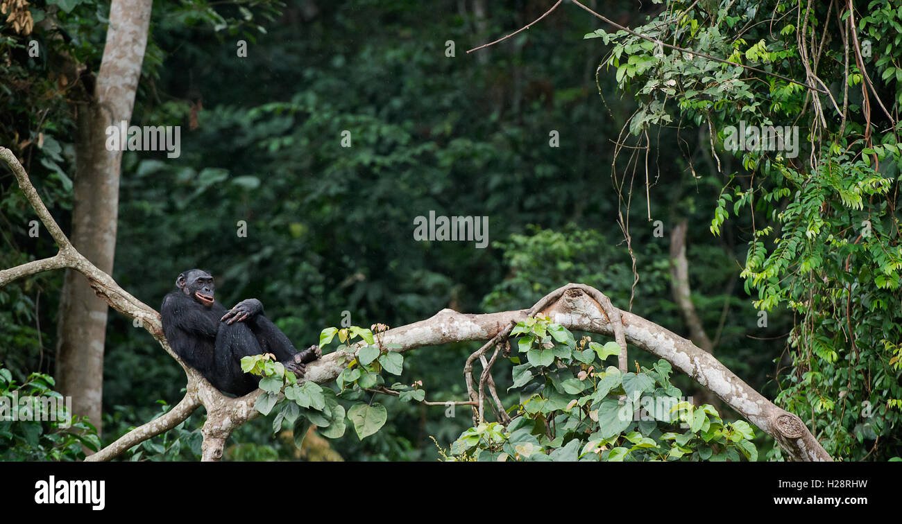 Bonobo on a tree branch Stock Photo - Alamy