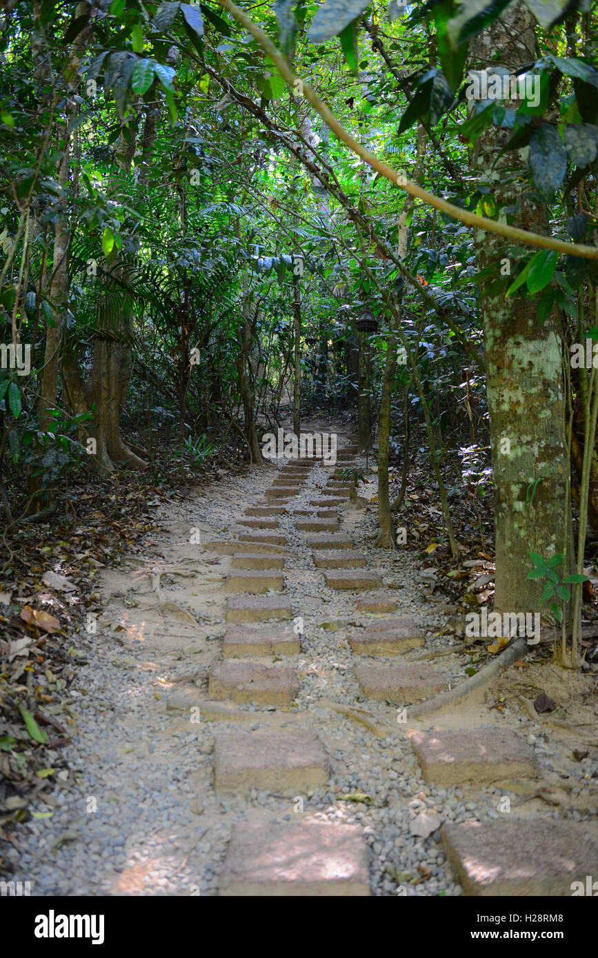Winding Forest Path Stock Photo - Alamy