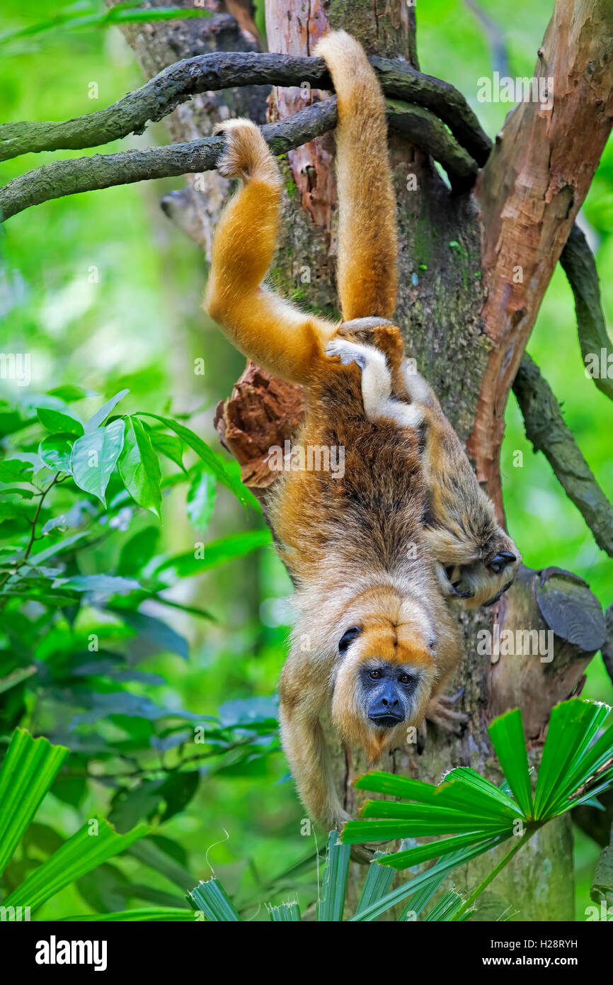 Mantled Howler Monkey Stock Photo - Alamy
