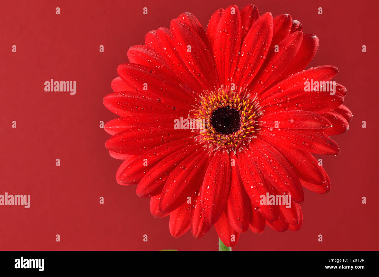 Redbackground hi-res stock photography and images - Alamy