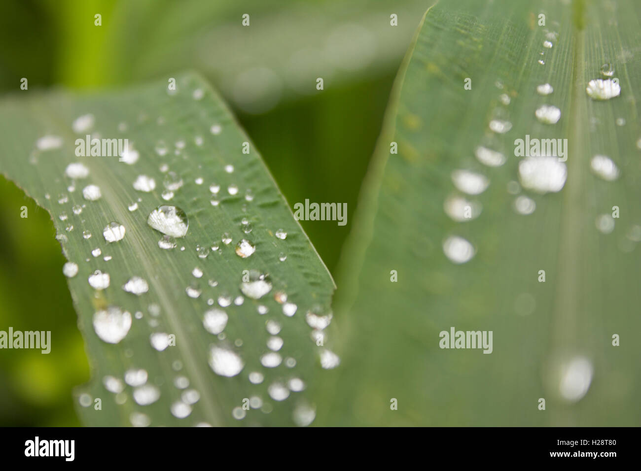 dew on leaf Stock Photo - Alamy