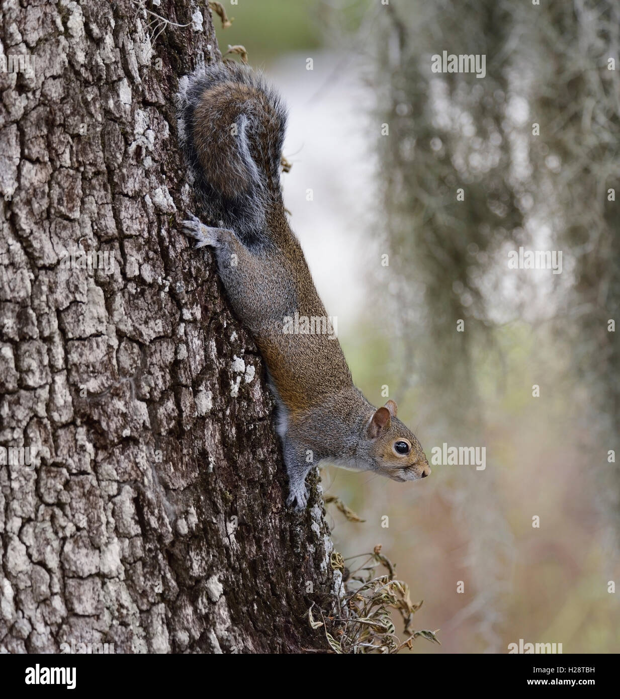 Squirrel paw hi-res stock photography and images - Alamy