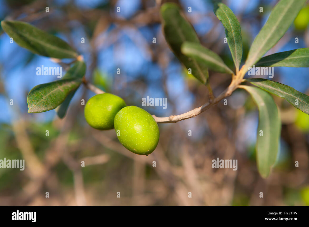Olive tree with two olives in a branch Stock Photo - Alamy