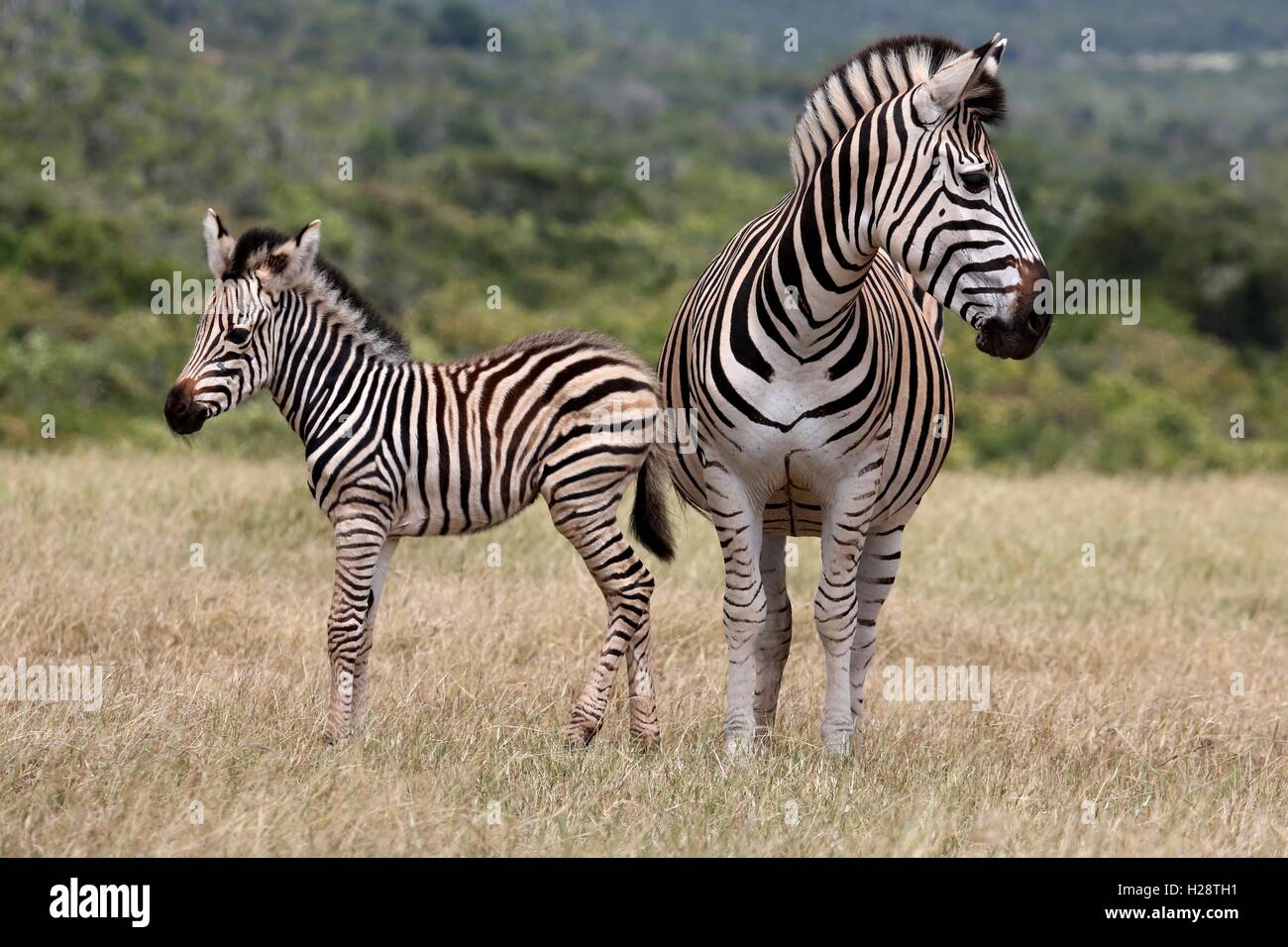 Zebra mom and baby hi-res stock photography and images - Alamy