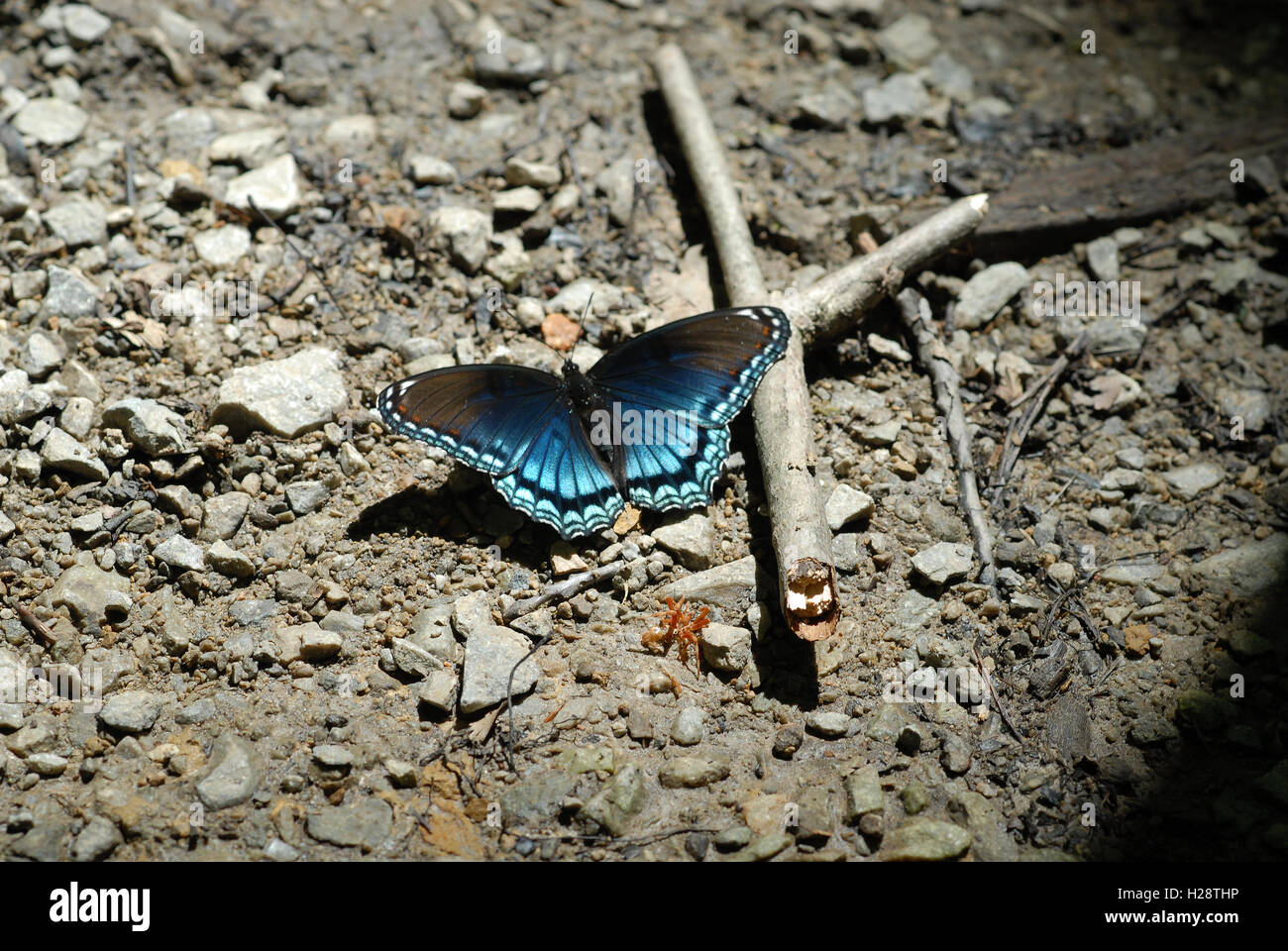 Limenitis arthemis astyanax - Red-spotted Purple butterfly Stock Photo ...