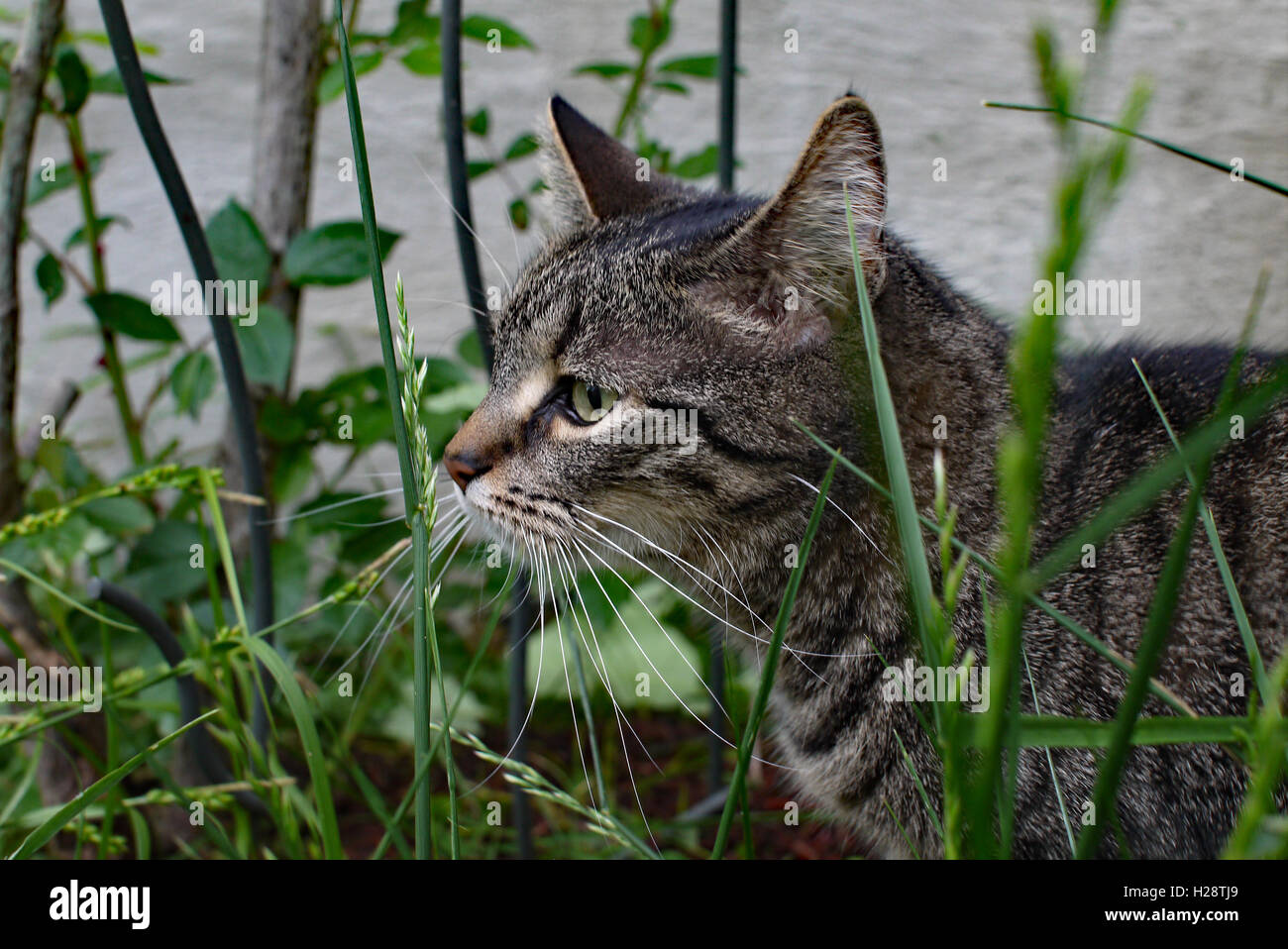 Cat prowling domestic hi-res stock photography and images - Alamy