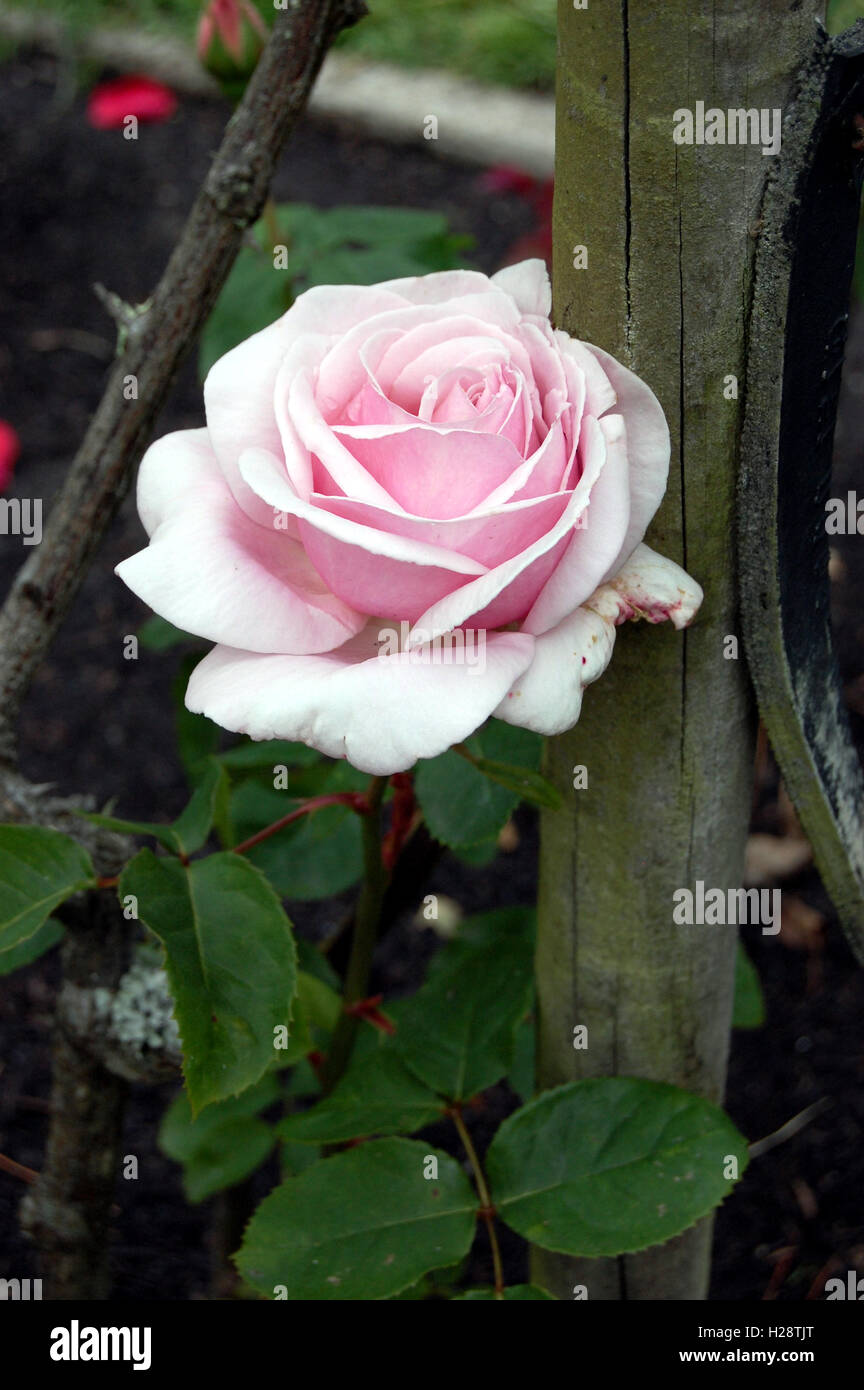 Pink hybrid tea rose in the garden Stock Photo - Alamy
