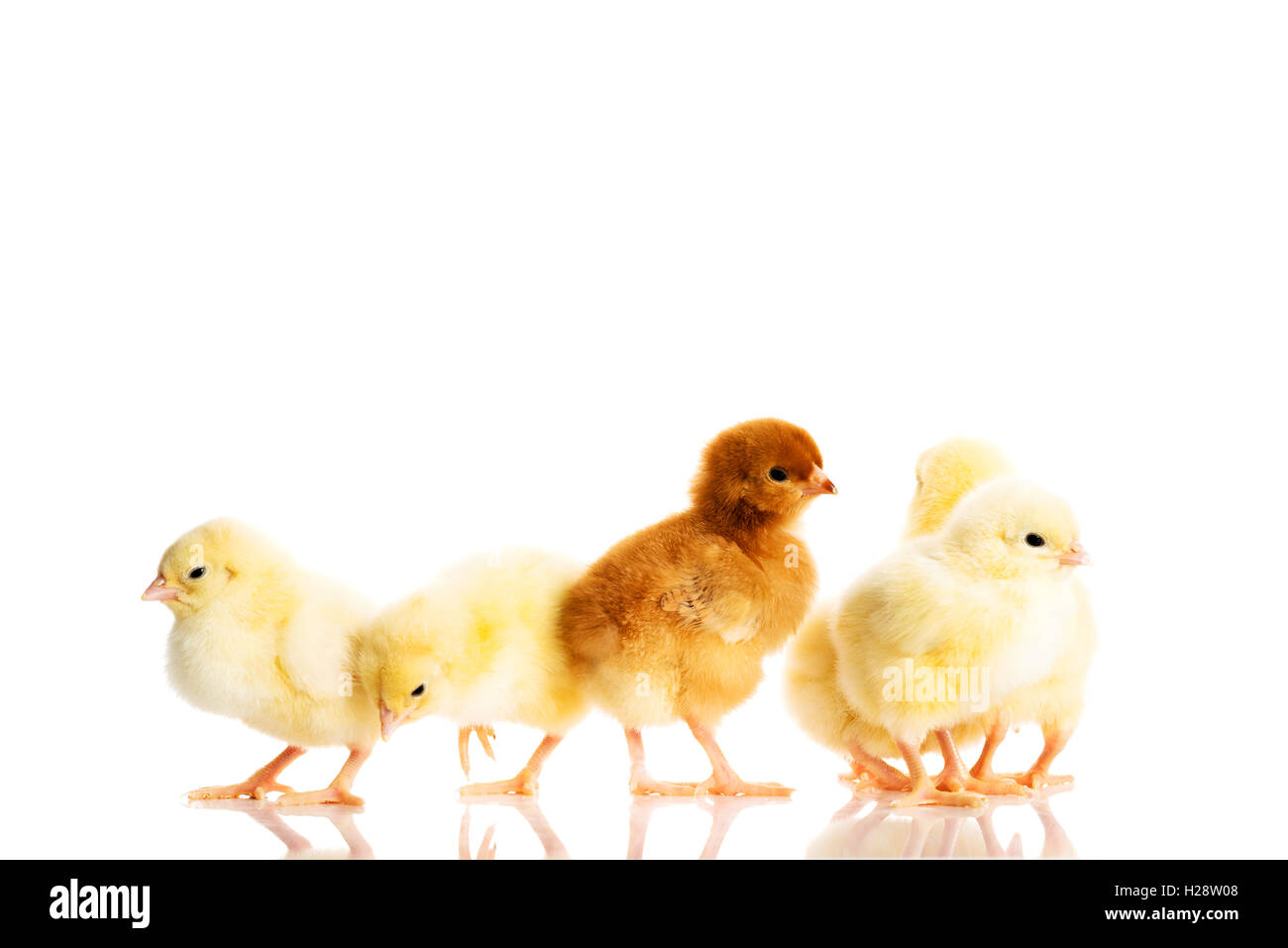 Group of small chicken Stock Photo - Alamy