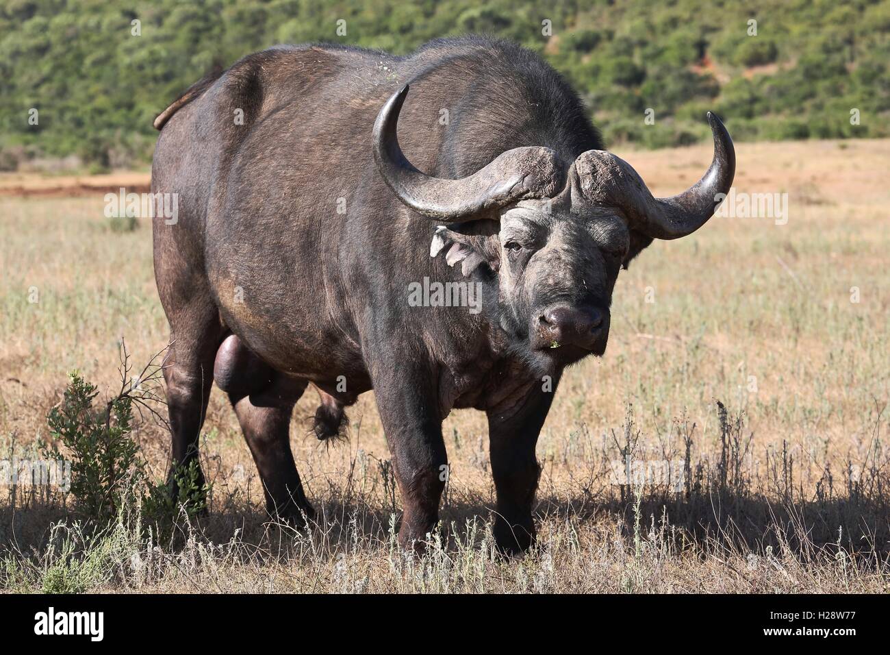Cape Buffalo bull Stock Photo - Alamy