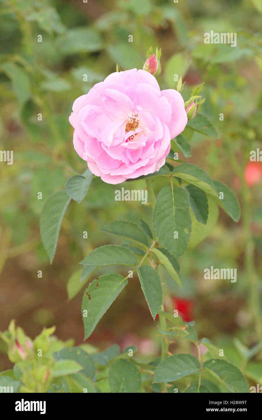 rose flower in the garden Stock Photo - Alamy