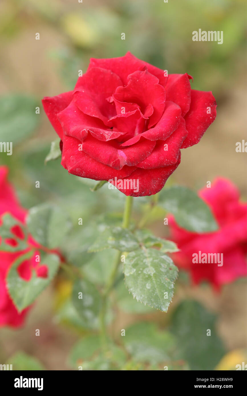 rose flower in the garden Stock Photo - Alamy