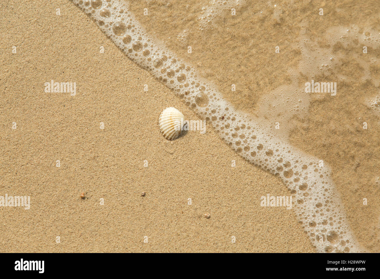 White sea shell and wave on sandy beach Stock Photo - Alamy