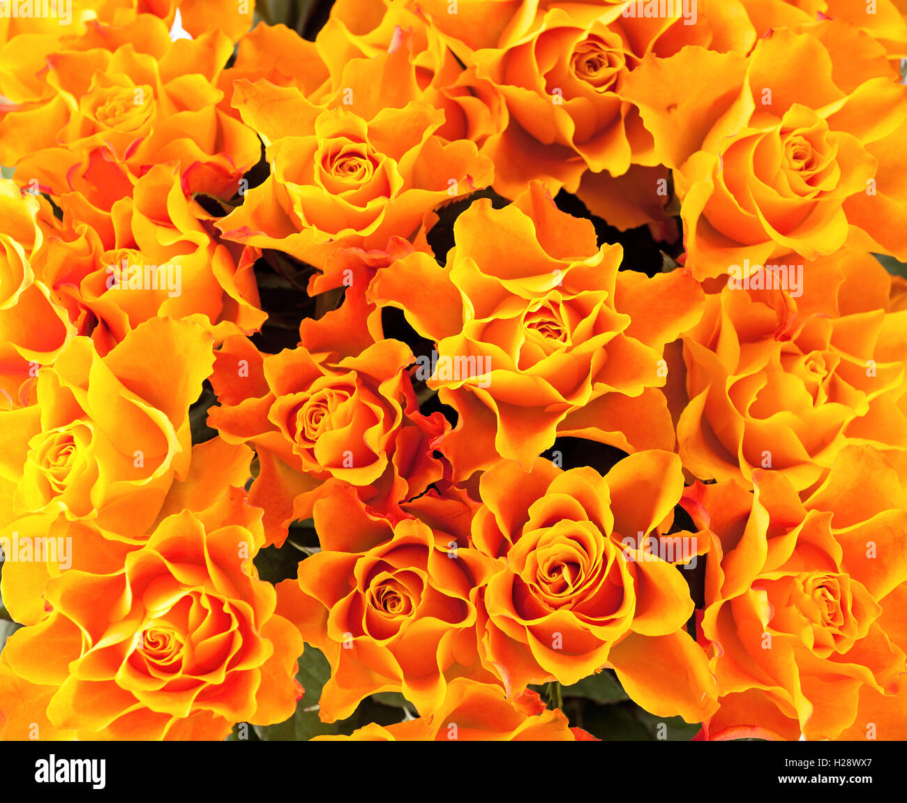 Background of yellow roses Stock Photo - Alamy