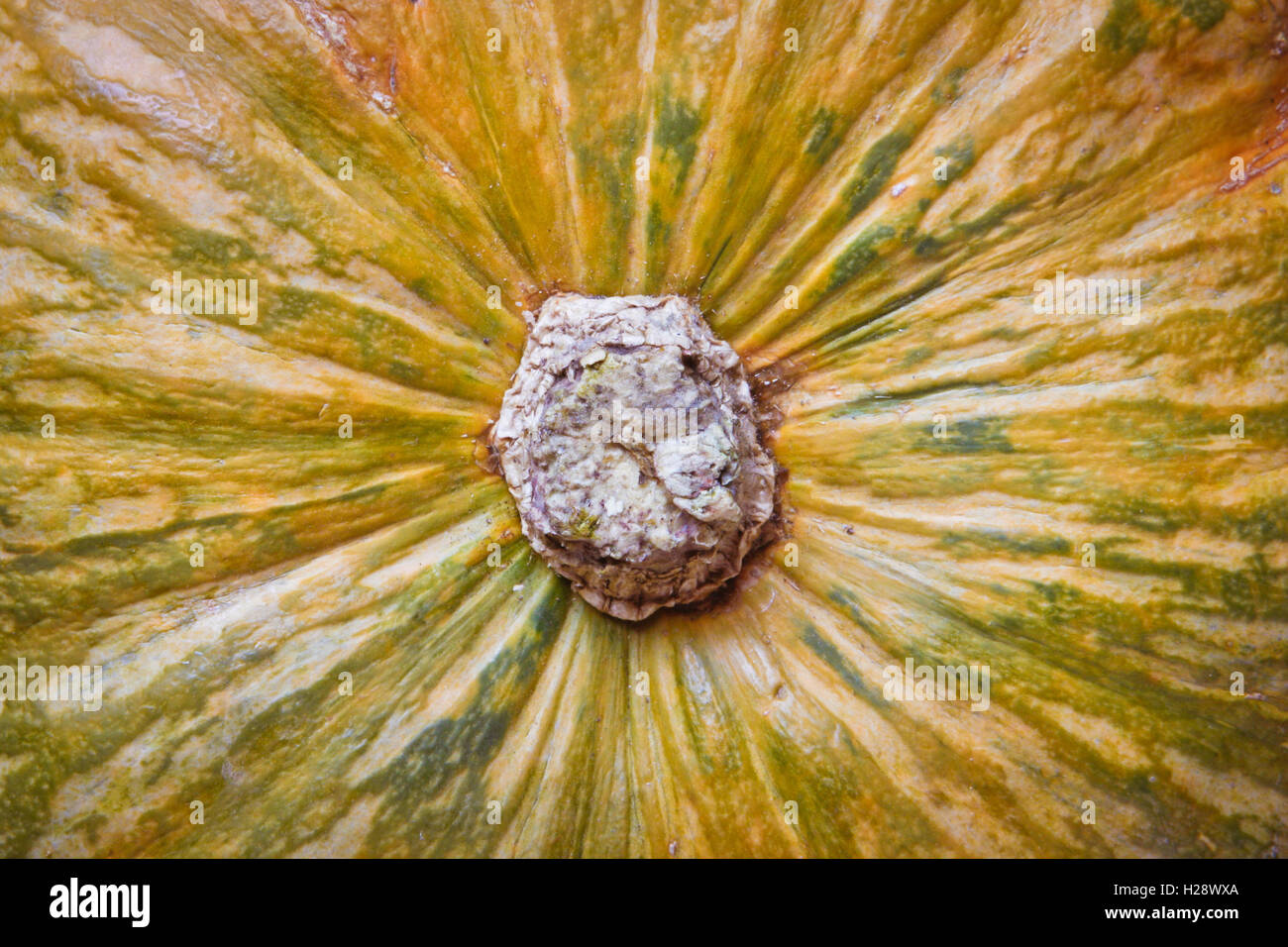 Squash fruit detail Stock Photo - Alamy