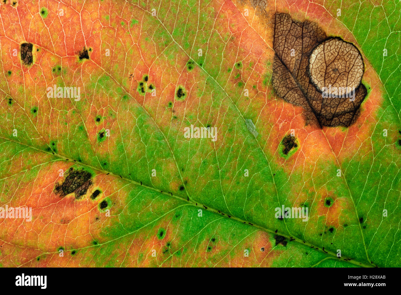 Abstract cell background hi-res stock photography and images - Alamy