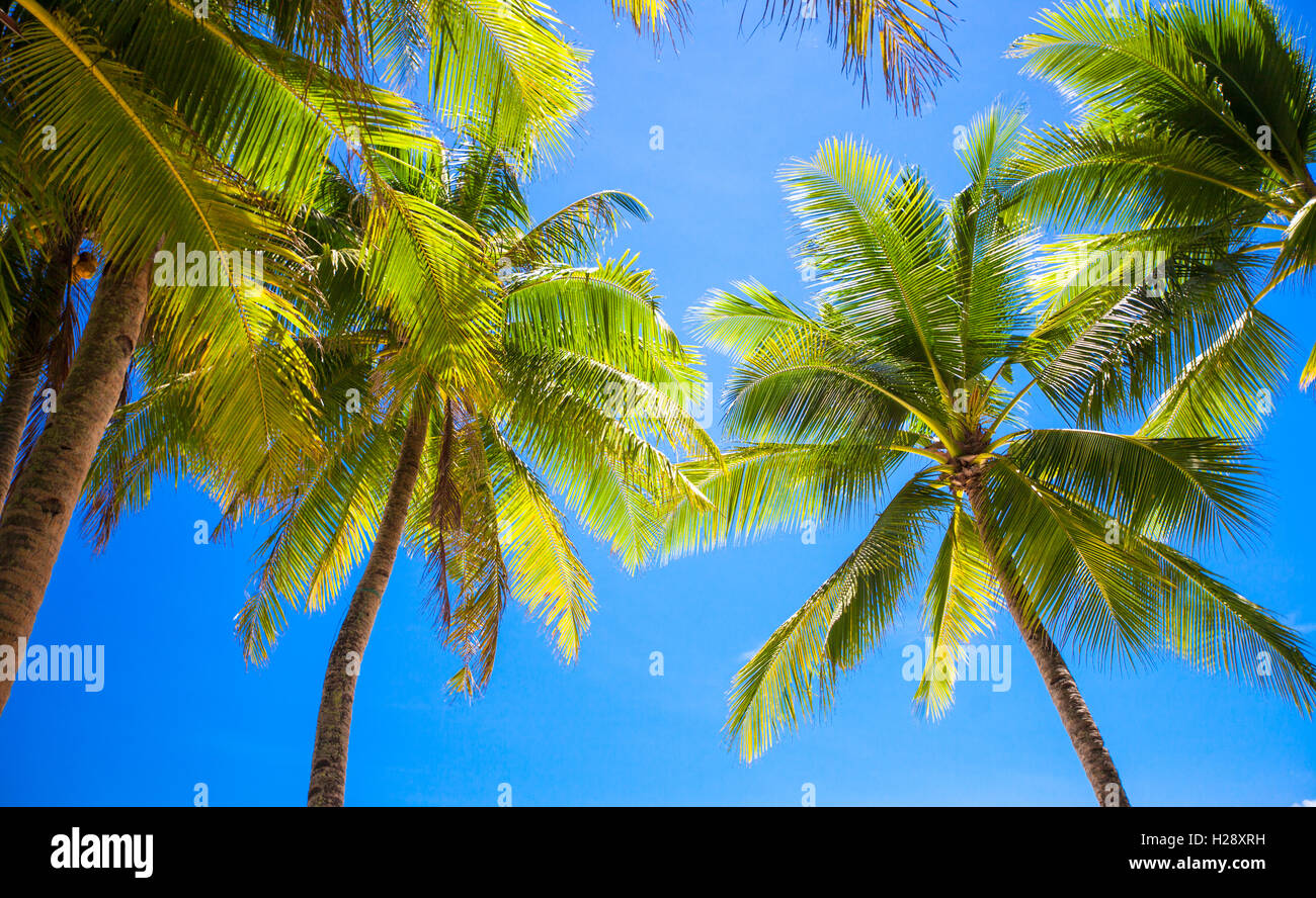 Coconut Palm tree on the sandy beach in Philippines Stock Photo - Alamy