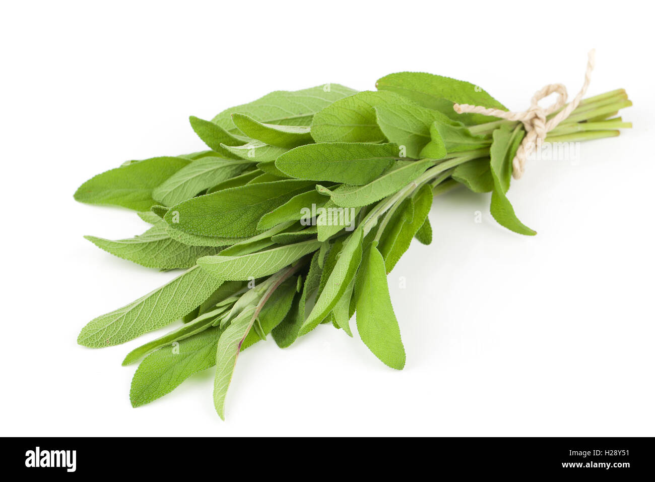 Sage plant on a white background Stock Photo - Alamy