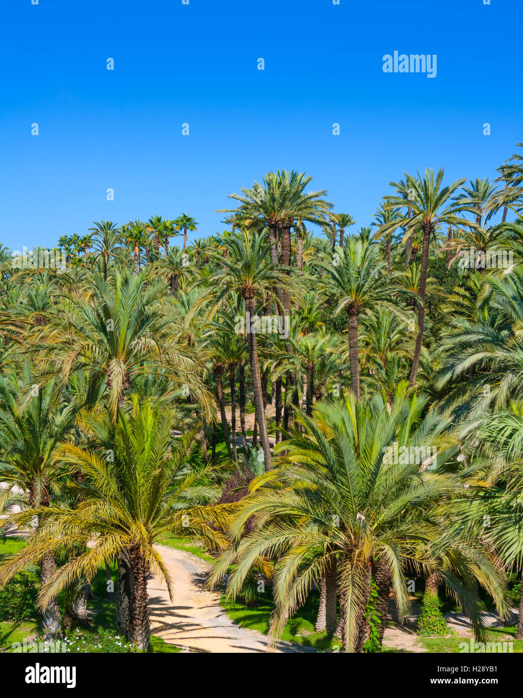 Elche Elx Alicante el Palmeral with many palm trees Stock Photo - Alamy