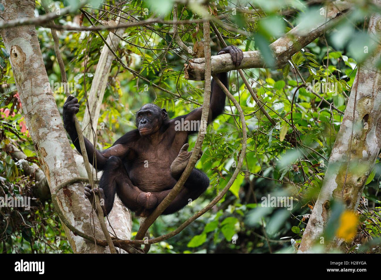 Bonobo on a tree branch Stock Photo - Alamy