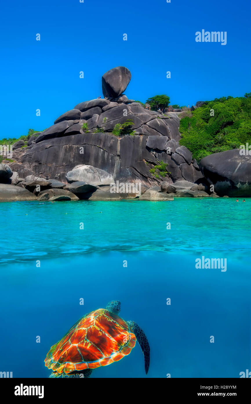 Hawksbill Turtle at Similan Islands Stock Photo - Alamy