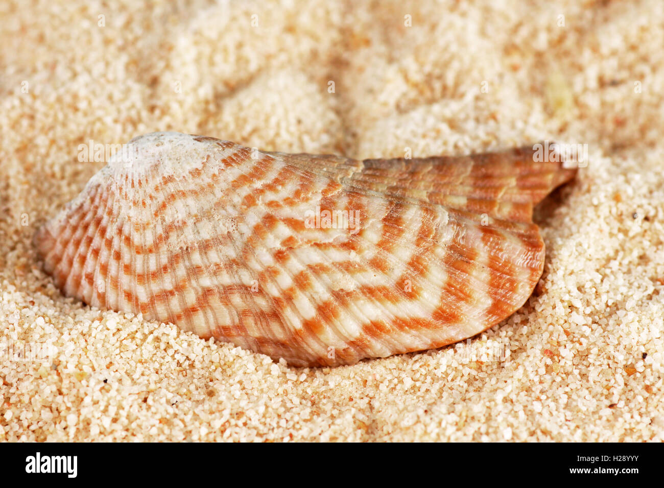 Striped shell on sand Stock Photo - Alamy