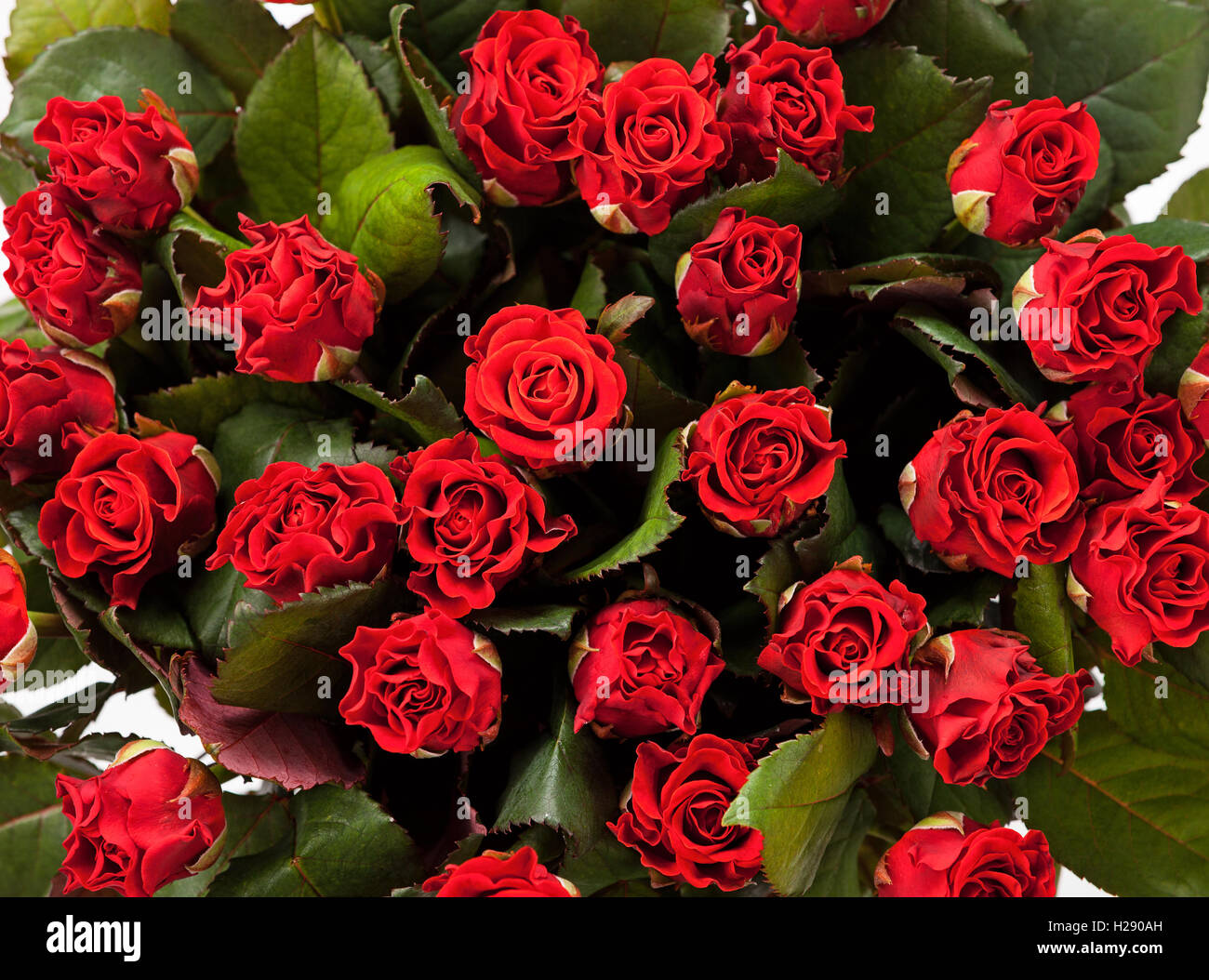 Background of red roses Stock Photo - Alamy