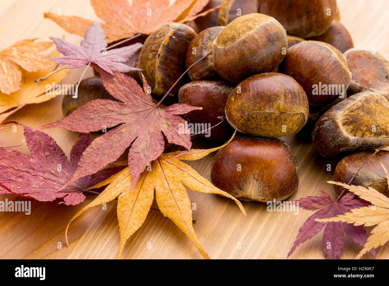 Chestnut and dry maple leave Stock Photo - Alamy