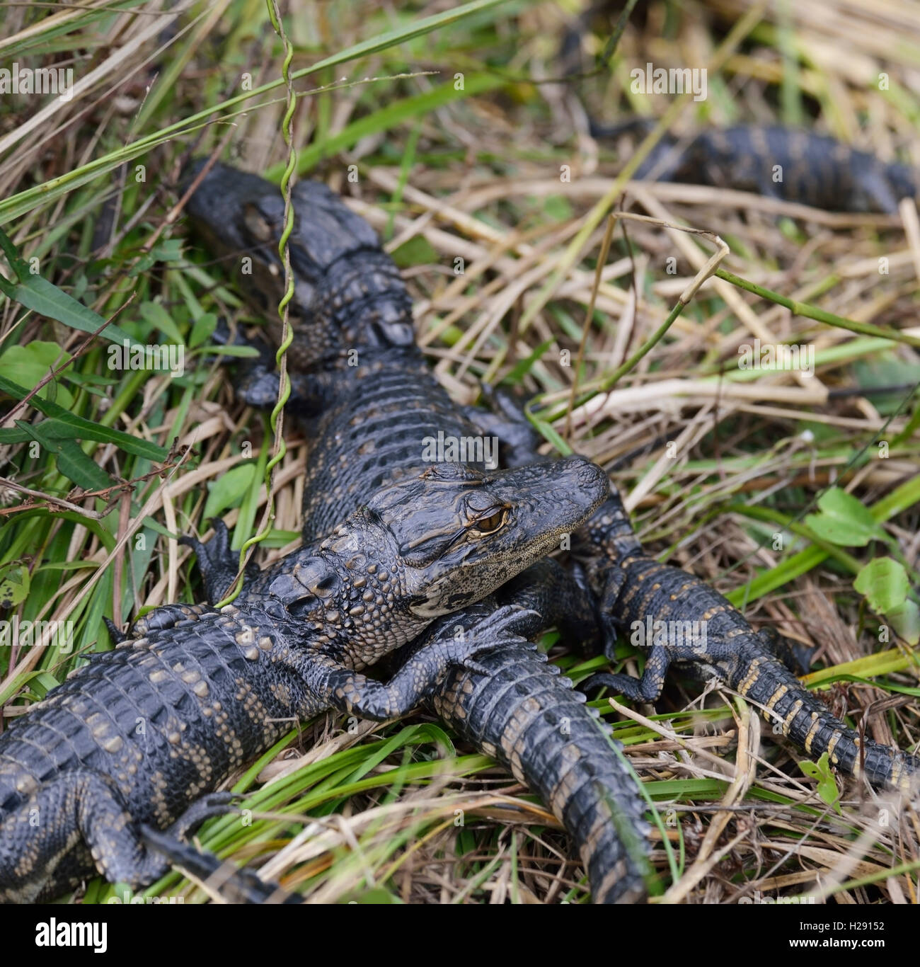 Alligator amphibians hi-res stock photography and images - Alamy