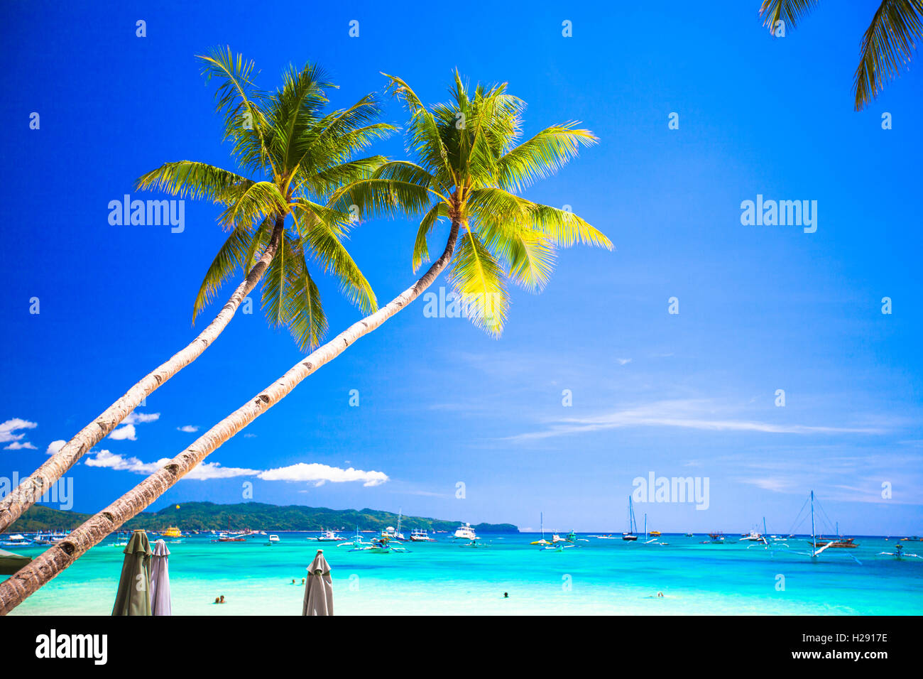 Coconut Palm tree on the sandy beach in Philippines Stock Photo - Alamy