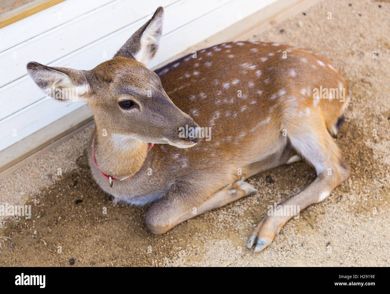 Deer doe sitting hi-res stock photography and images - Alamy