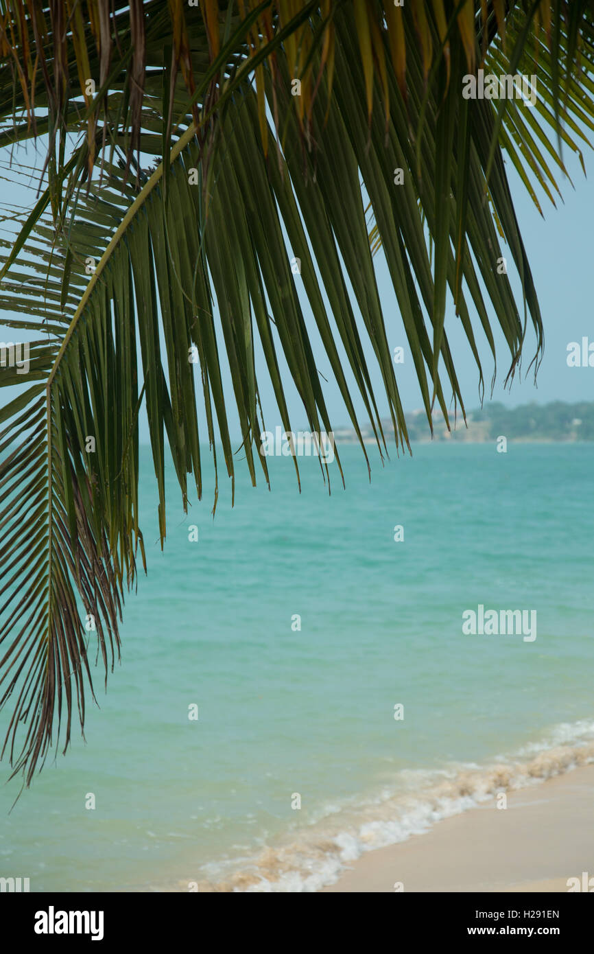 Beautiful tropical beach with palm trees Stock Photo - Alamy