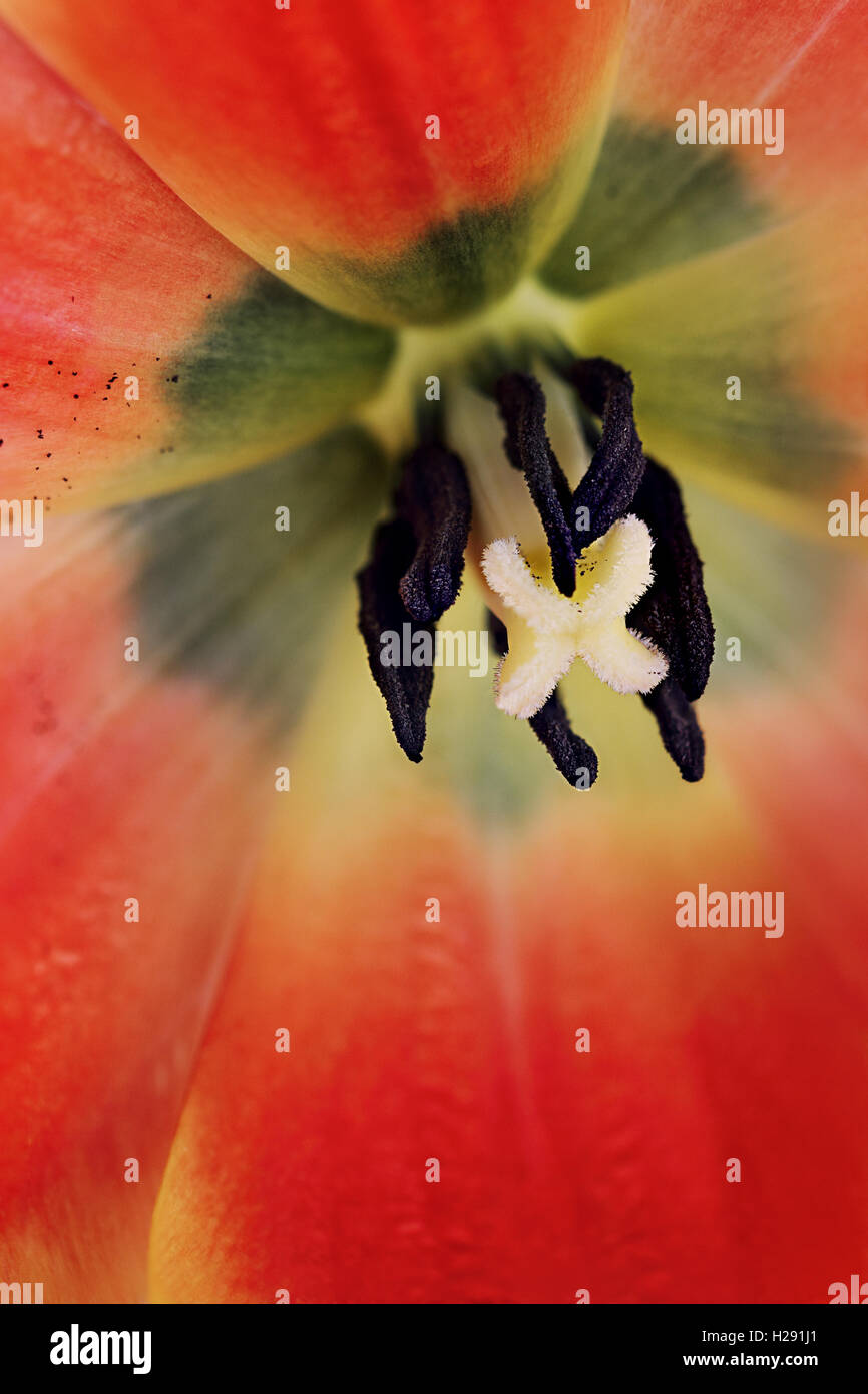 Center of a Tulip Stock Photo - Alamy