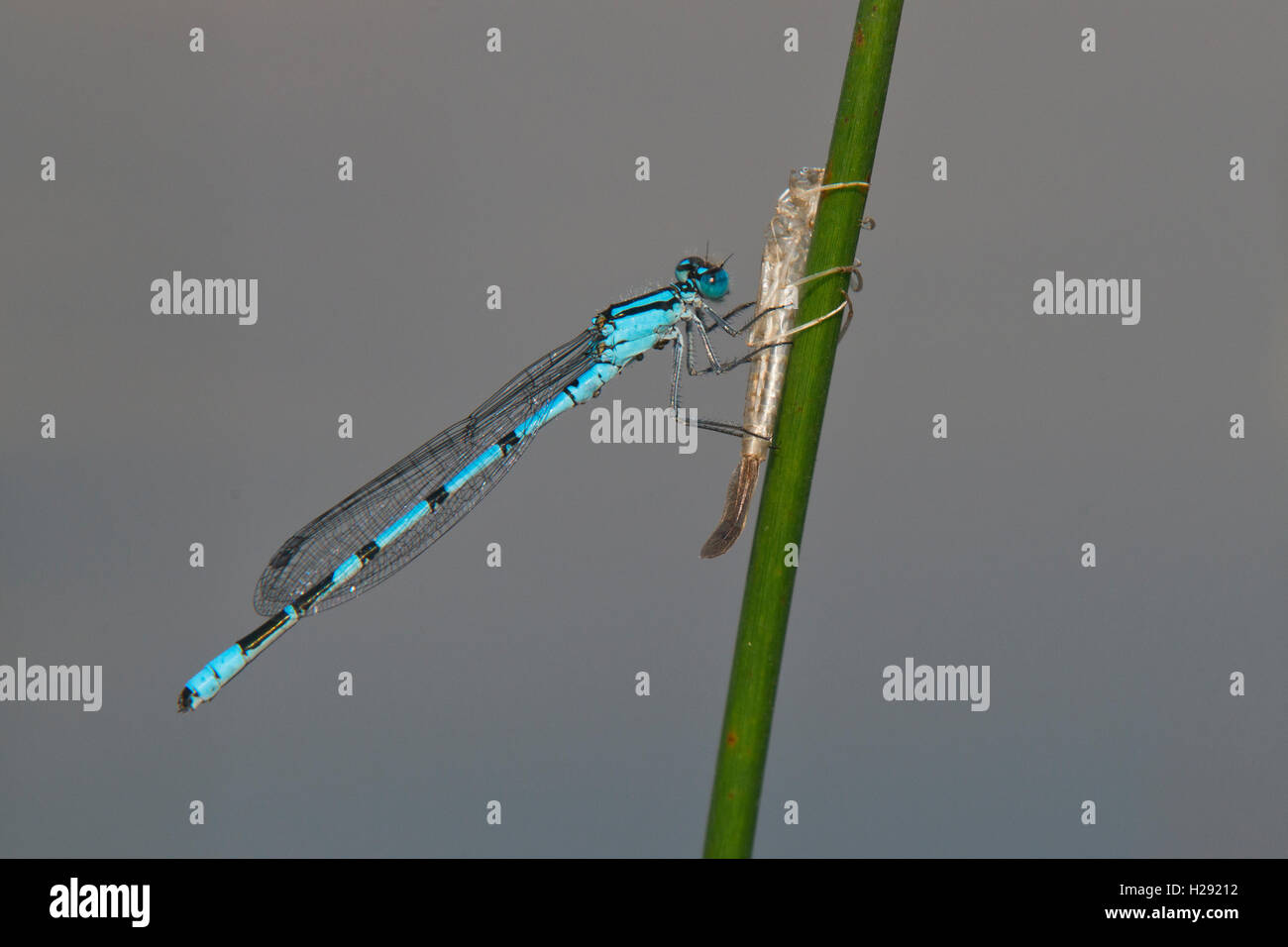 Common blue damselfly, also common bluet or northern bluet (Enallagma ...