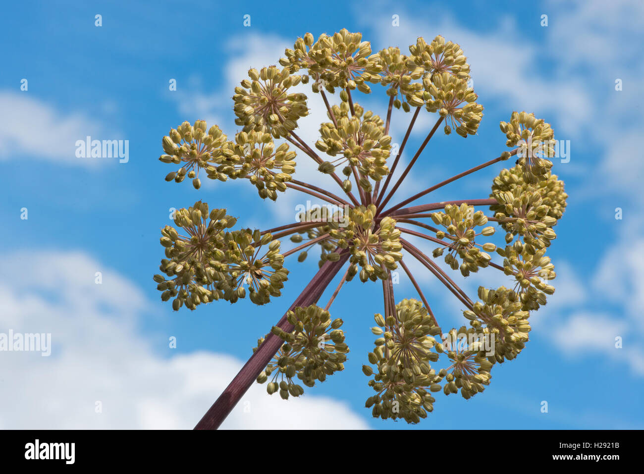 Garden angelica, also wild celery or Norwegian angelica (Angelica ...