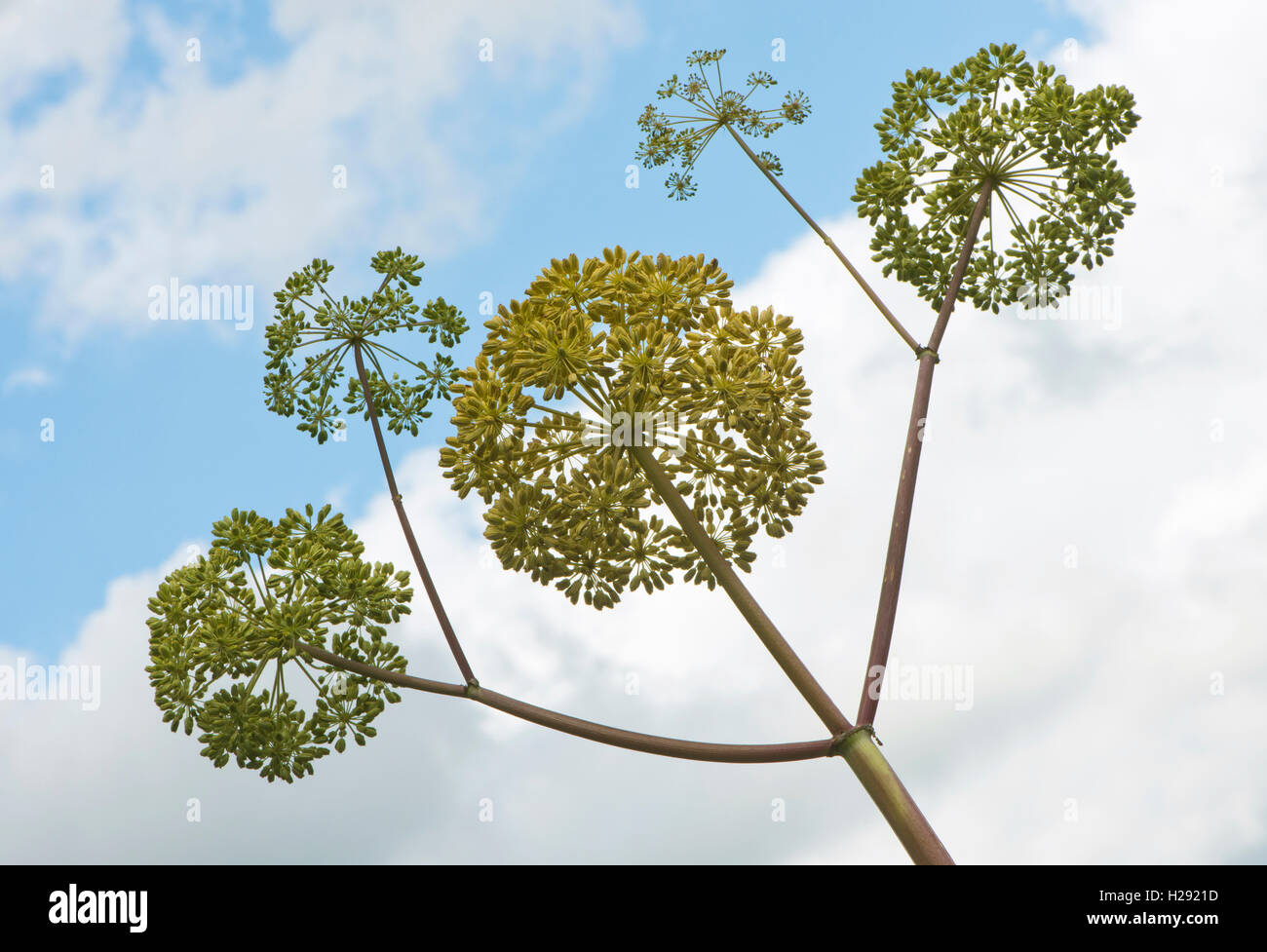 Garden angelica, also wild celery or Norwegian angelica (Angelica ...