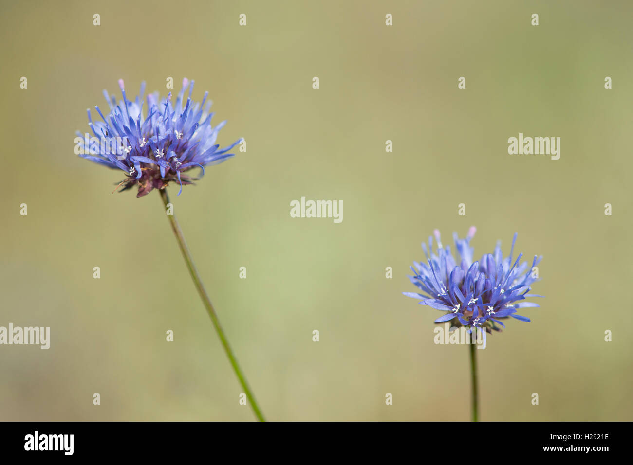 Sheep's bit scabious (Jasione montana), Emsland, Lower Saxony, Germany ...