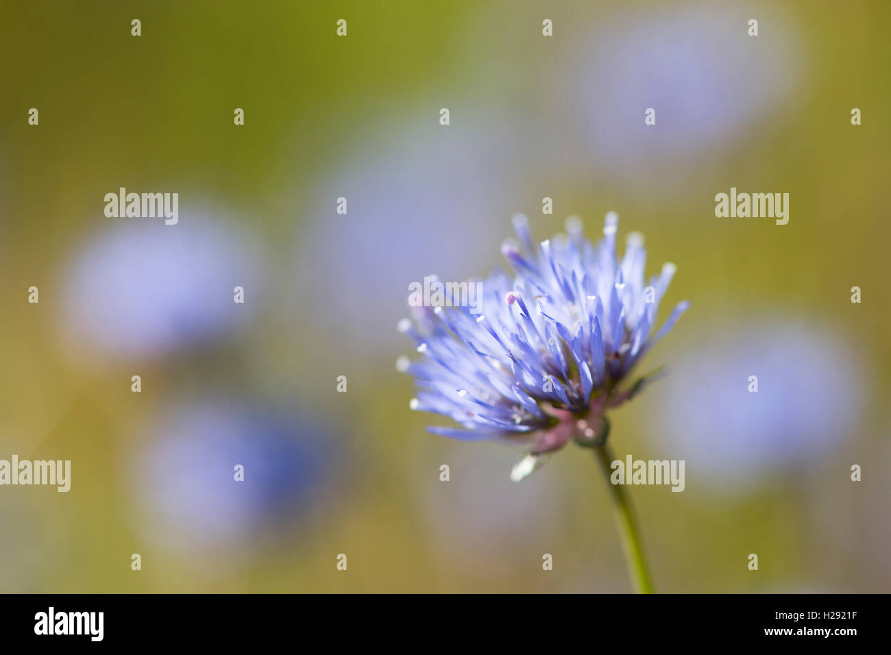 Sheep's bit scabious (Jasione montana), Emsland, Lower Saxony, Germany ...