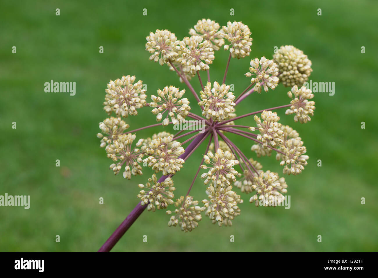 Garden angelica, also wild celery or Norwegian angelica (Angelica ...