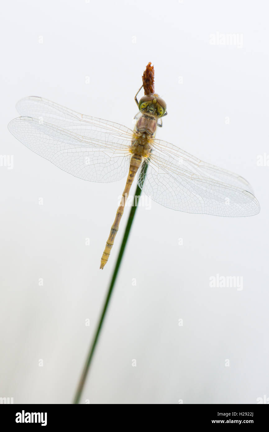 Newly hatched vagrant darter (Sympetrum vulgatum) against white ...