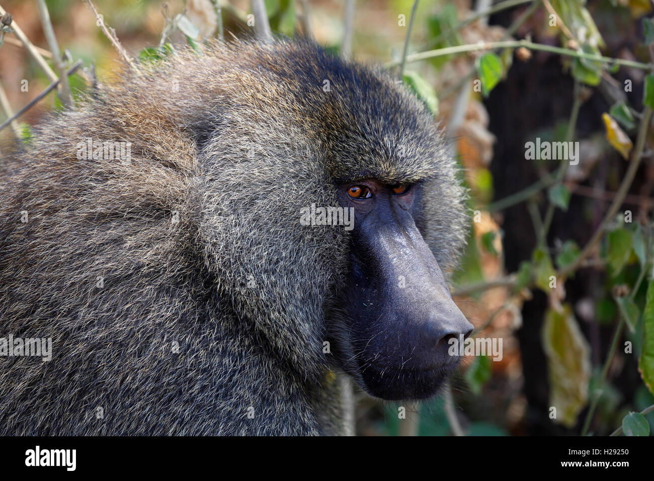 Anubis or olive baboon (Papio anubis), portrait, Lake Manyara National ...