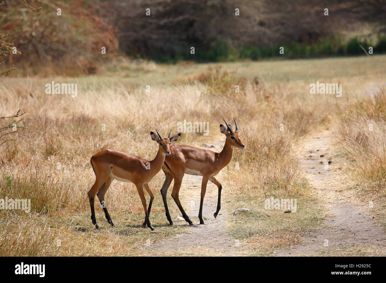 Impala (Aepyceros melampus), Lake Manyara National Park, Tanzania Stock ...