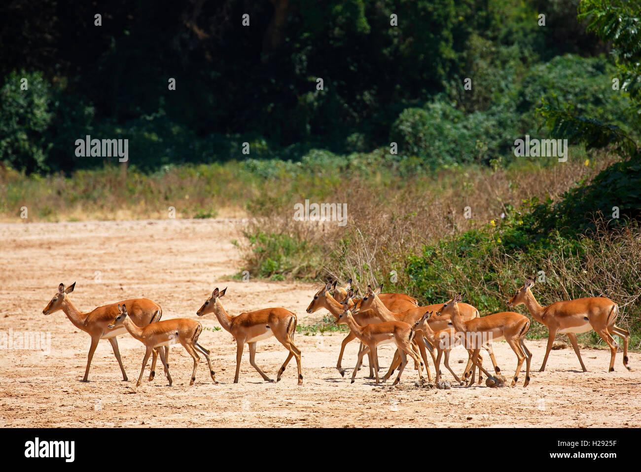 Impala (Aepyceros melampus), herd crossing dry riverbed, Lake Manyara ...