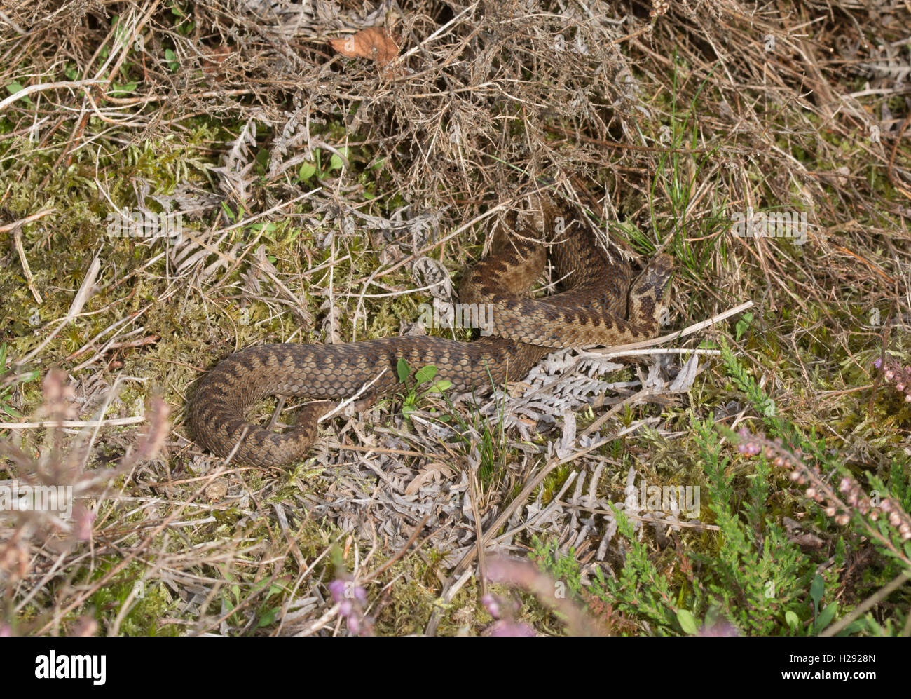 Female Adder High Resolution Stock Photography and Images - Alamy