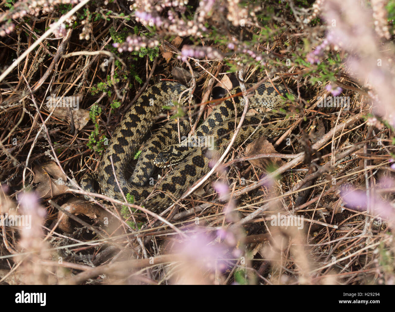 Habitat of adders hi-res stock photography and images - Alamy