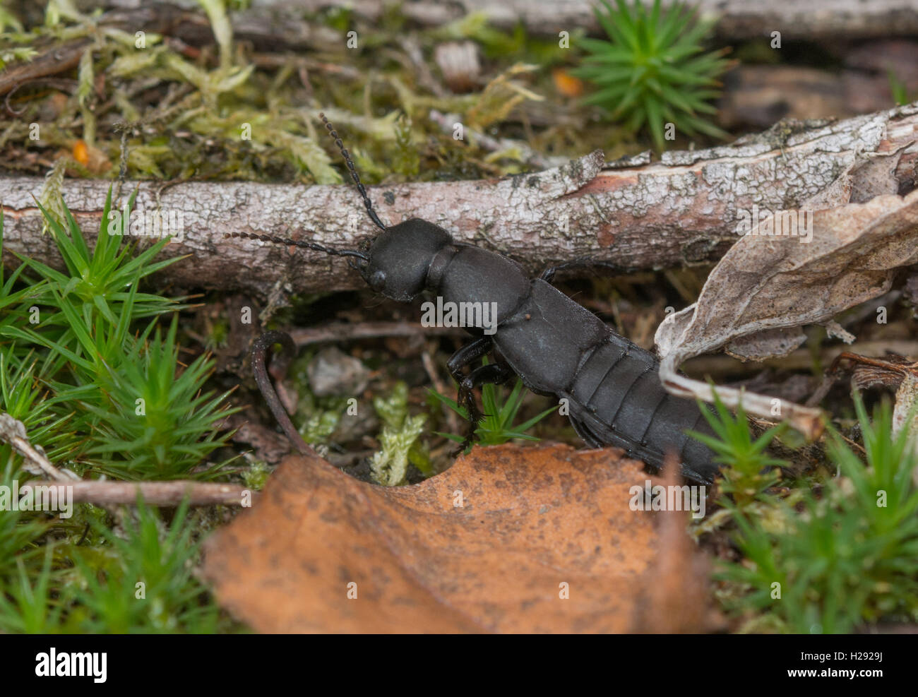 Devil's coach horse beetle also known as cocktail beetle (Ocypus olens ...