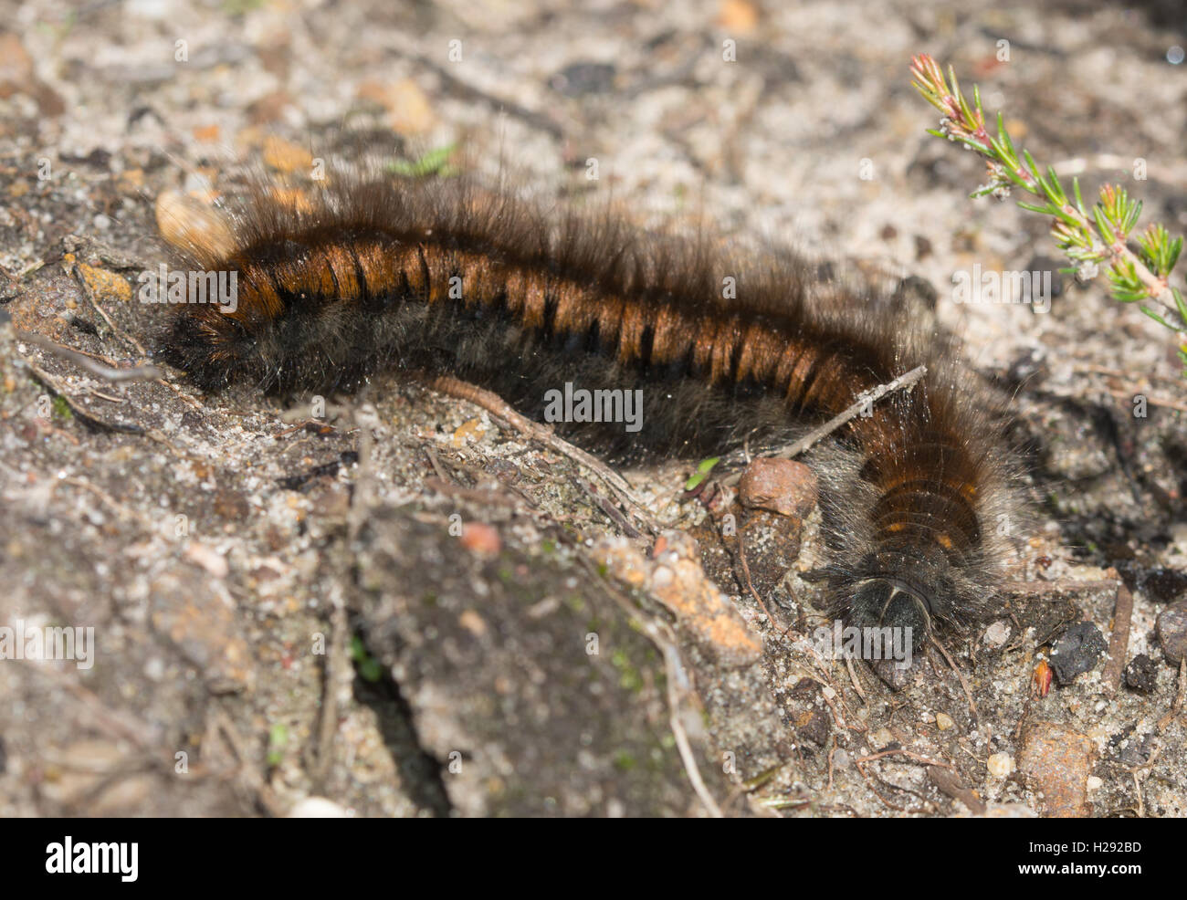 Fox moth caterpillar (Macrothylacia rubi larva) in Surrey, England ...