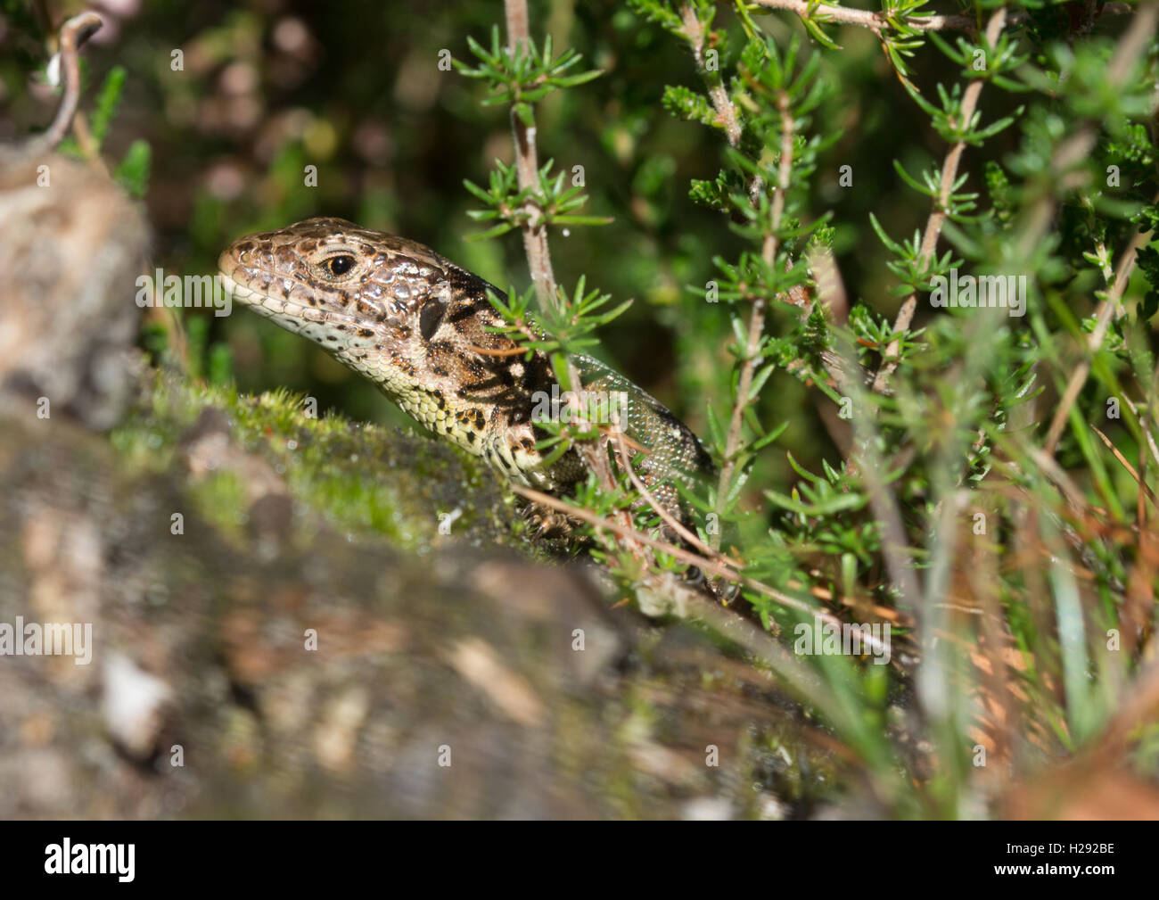 Female sand lizard (Lacerta agilis) in Surrey heathland habitat in ...