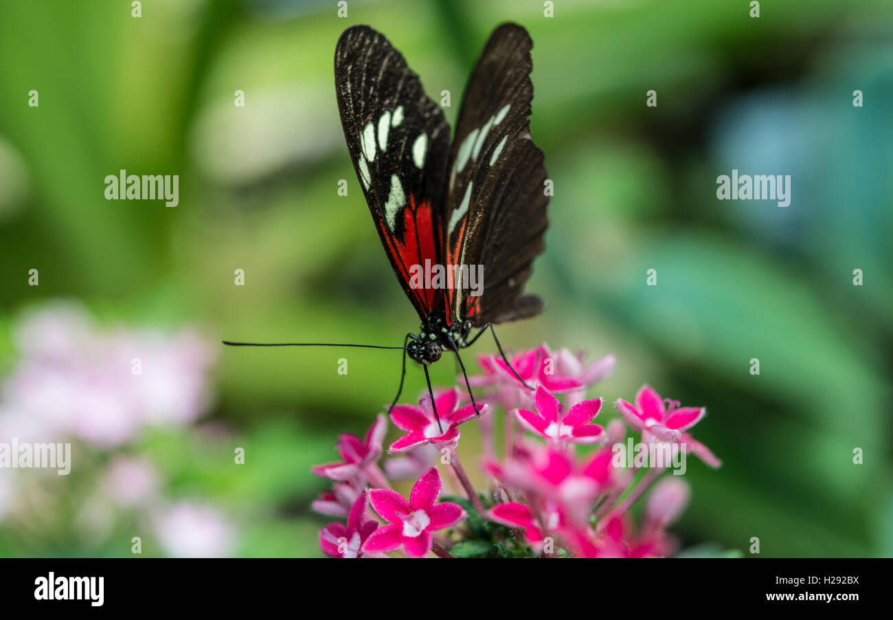 Doris Longwing (Laparus doris) on pink flower, captive Stock Photo - Alamy